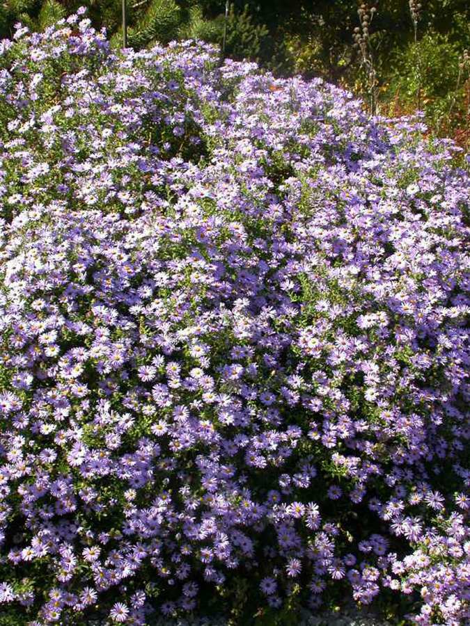 Aromatic Aster | MSD